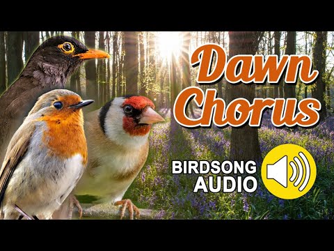 Dawn Chorus Birdsong Audio Field Recording 2021 Relaxing Nature