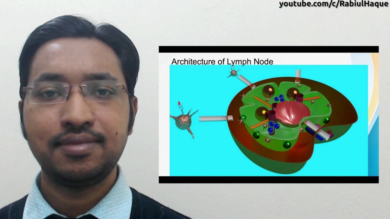 Lymph Nodes Youtube
