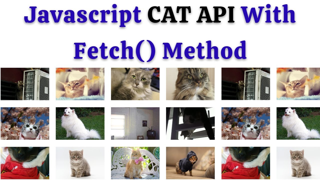Javascript Cat Api With Fetch Method By Nontechbg Html Html5 Css