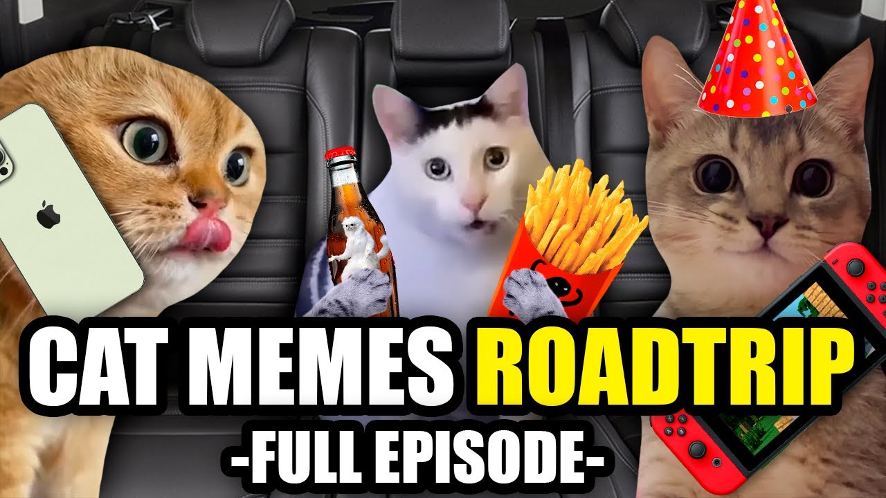 Cat Memes Roadtrip Compilation Full 1 Hour Youtube