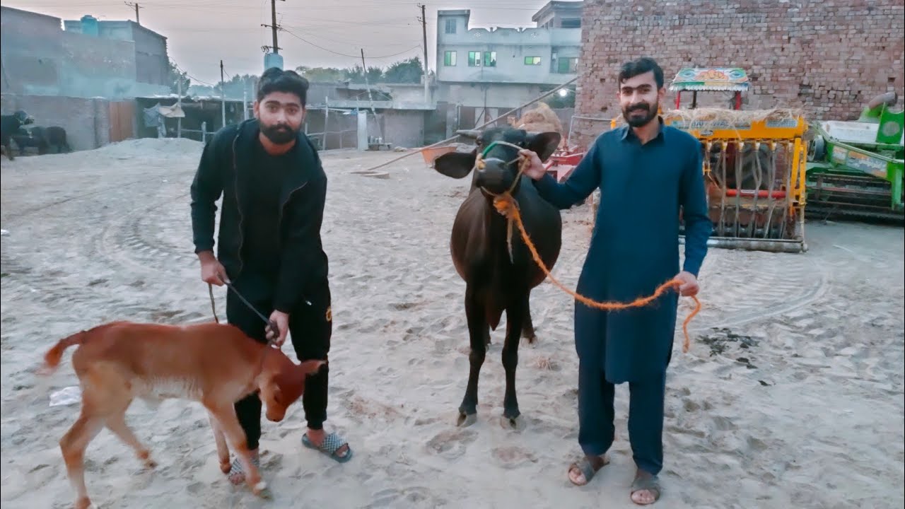 Subhan Ka Surprise Flop Hogeaёяшеmainy Cow Dakh Li Petvlog Youtube