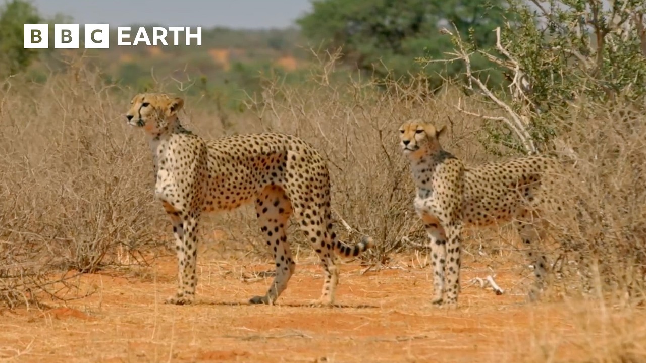 Top 10 Cheetah Moments Hadnews