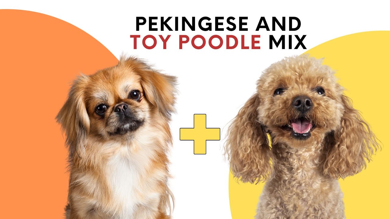 Toy Poodle Mix