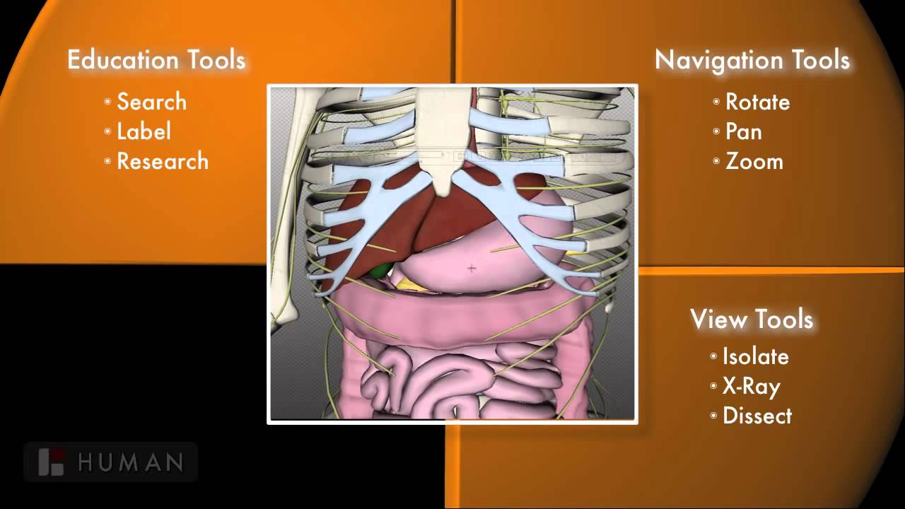 Biodigital Human 3d Anatomy Tools Youtube