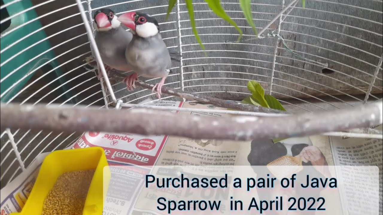 Java Sparrow Breeding Story Youtube