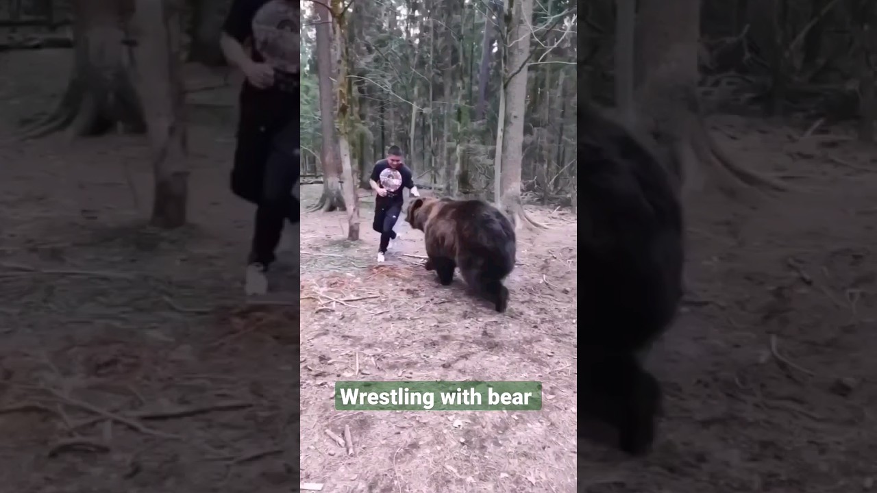 Wrestling Bear Did You Wrestle With Bear рџђ Youtube