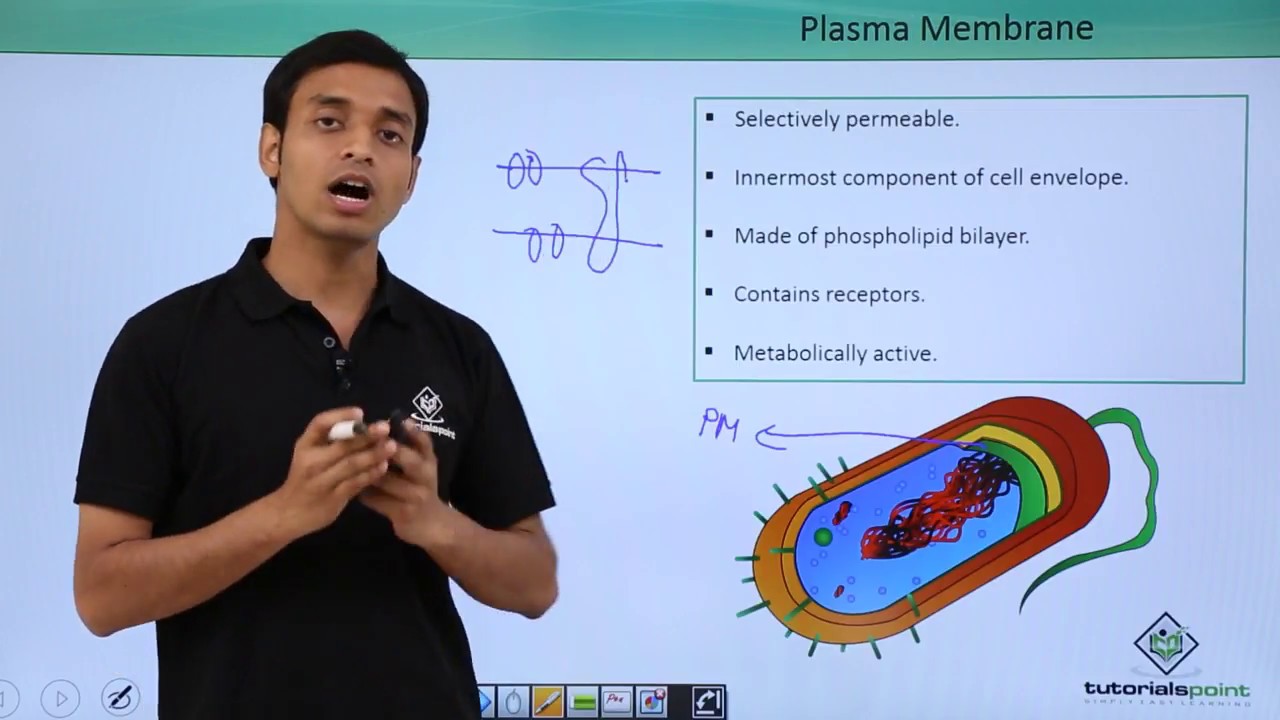Class 11th Kingdom Monera Plasma Membrane Biological