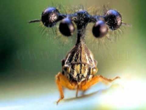 Worlds Ugliest Bee