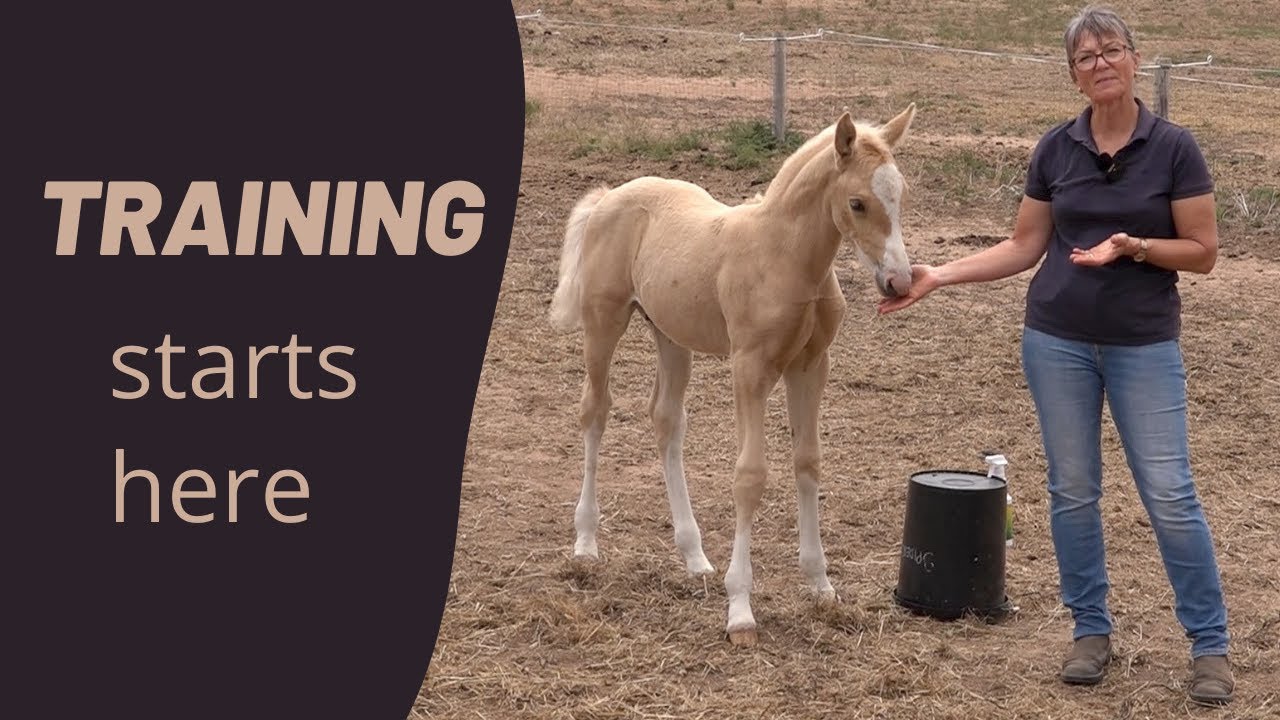 Training A Foal Using Basic Principles Youtube