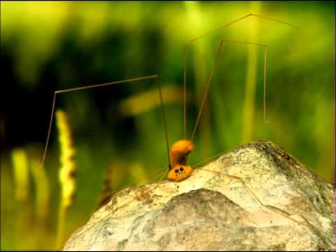 Minuscule S01e13 Youtube