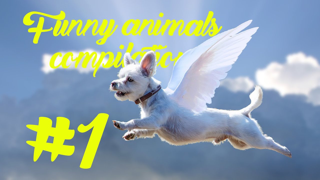 Funniest Animals Compilation 1 Youtube