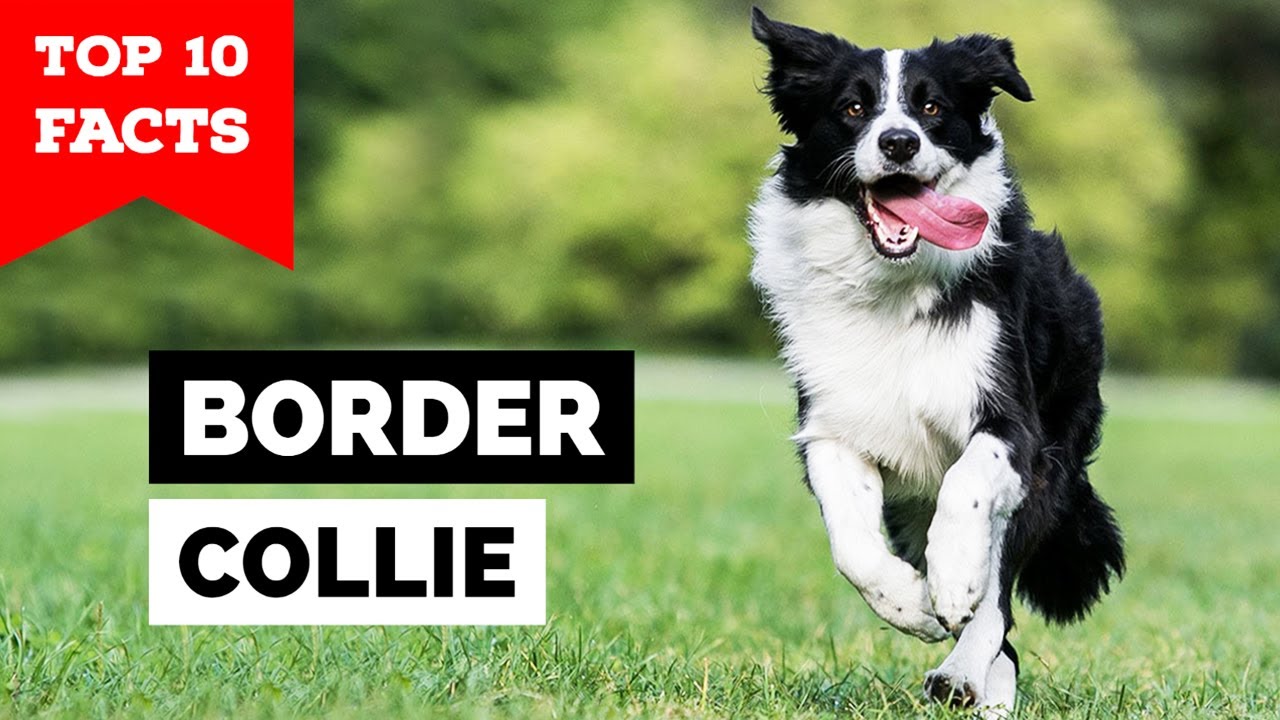 Border Collie Top 10 Facts Youtube