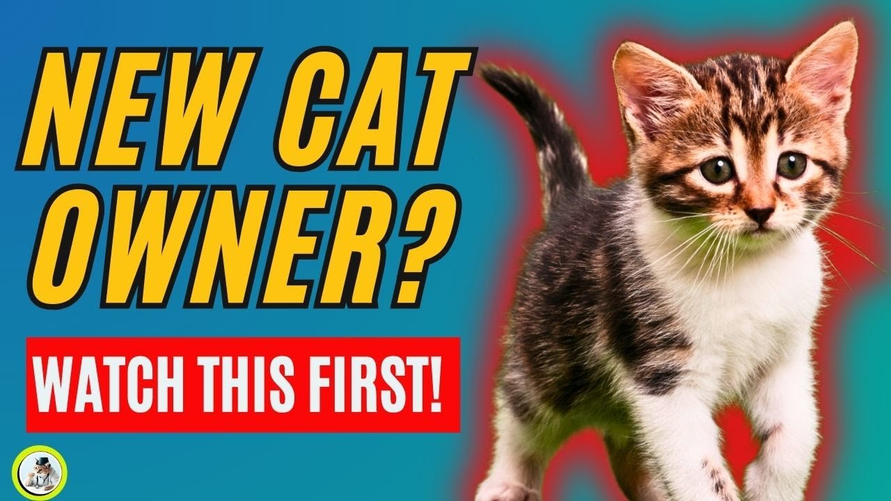 First Cat Cat Care Tips Scratching Grooming Training More