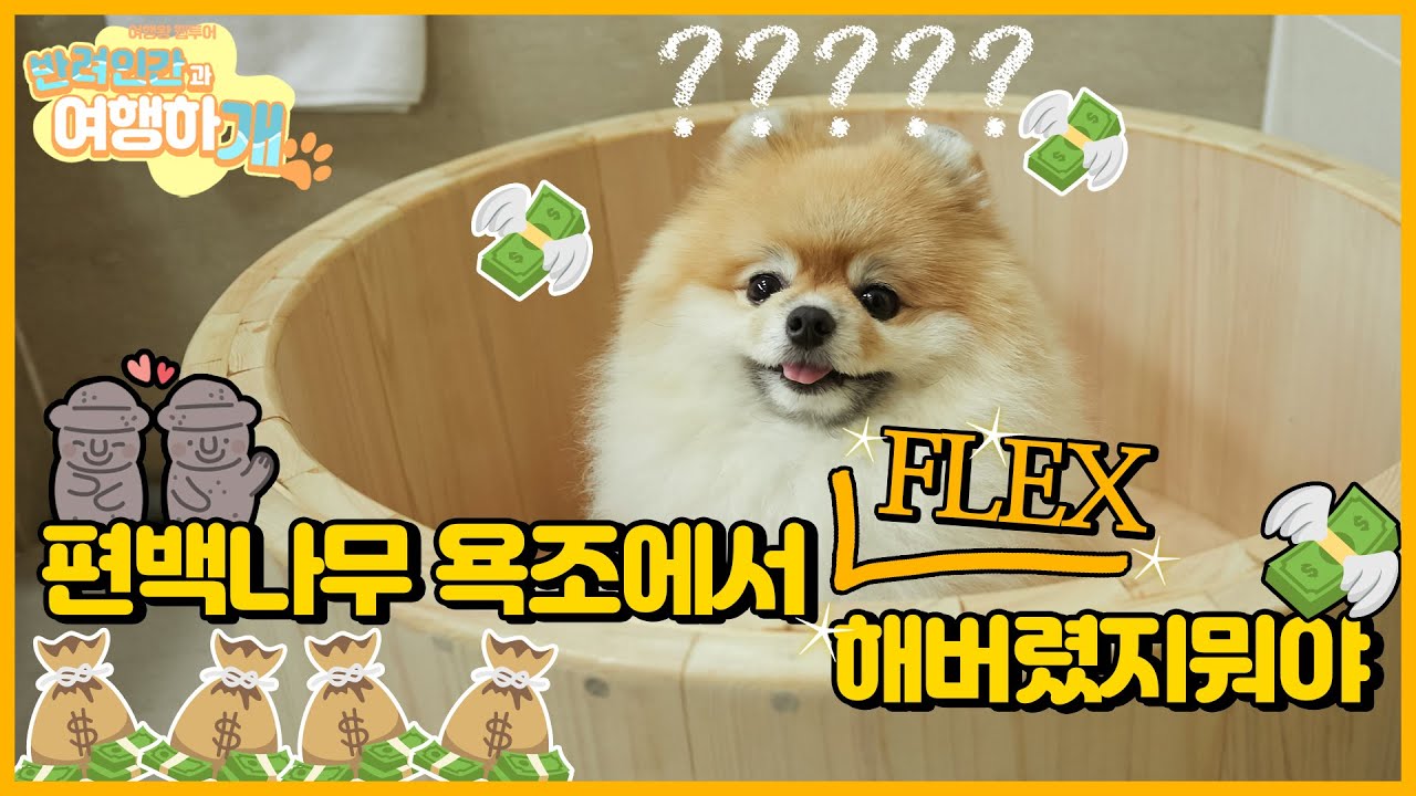 반려인간과 여행하개 Ep 1 5 제주도에 간 포이 엄청난 Flex를 해버렸는데 Youtube