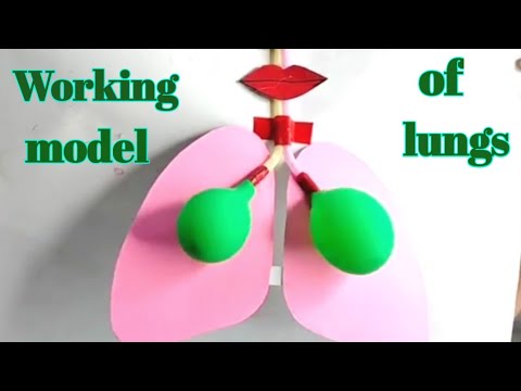 Working Model Of Lungs With Balloon School Science Project Working