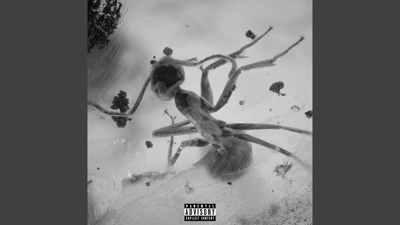 Insects Youtube