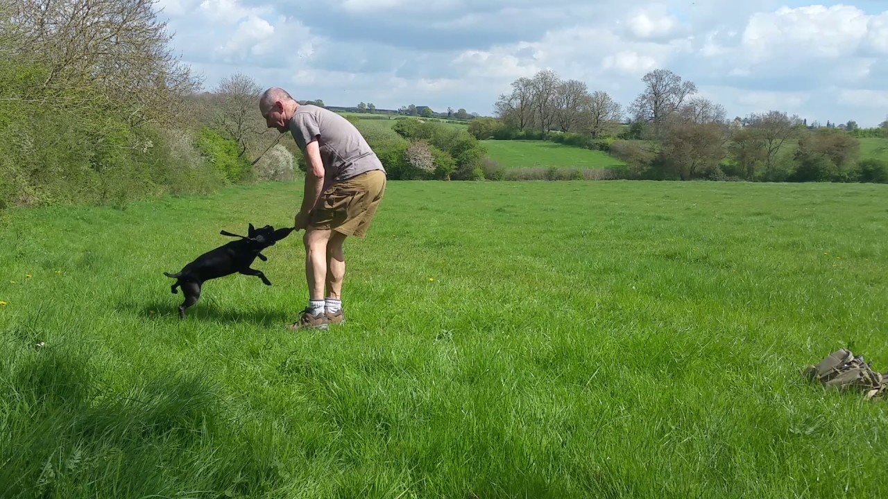 Patterdale Terrier Training 2 Youtube