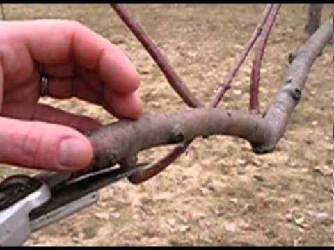 Tree Pruning Basics Youtube