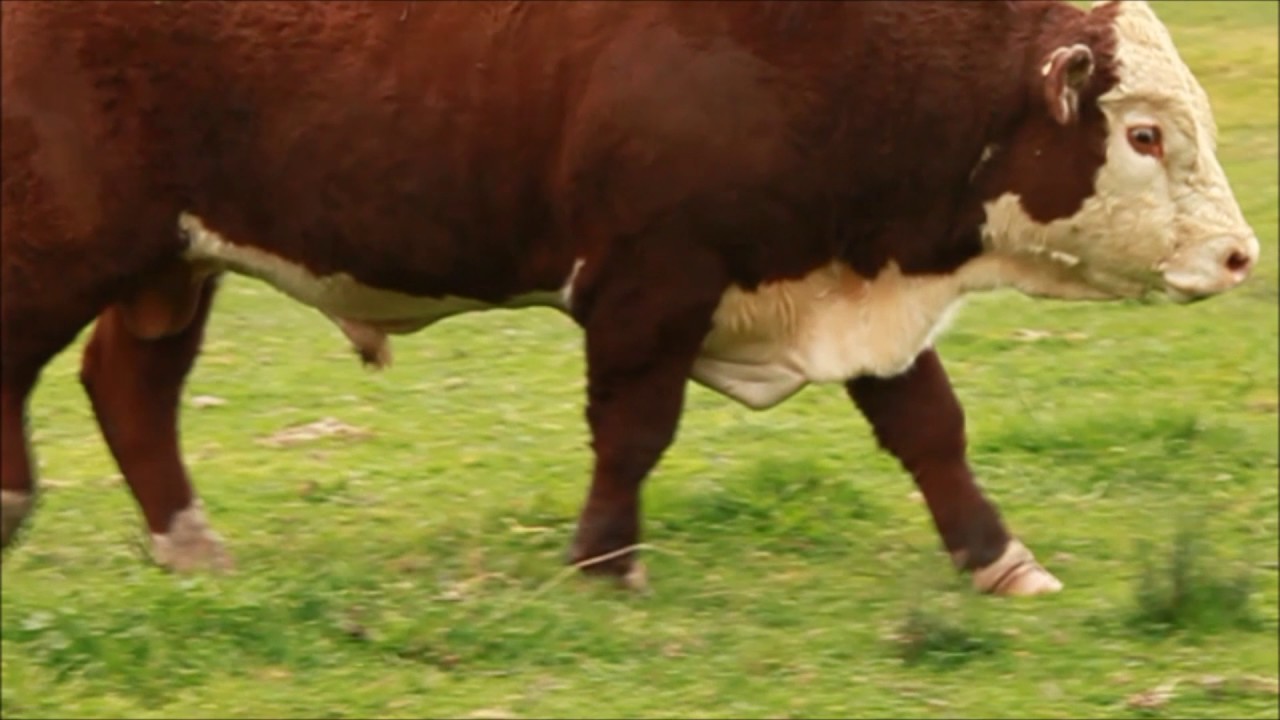 Wnal477 Video Youtube