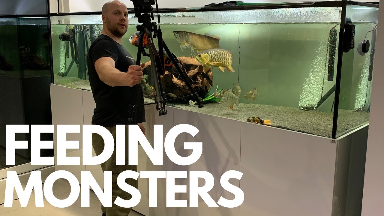 Feeding Monster Fish Youtube