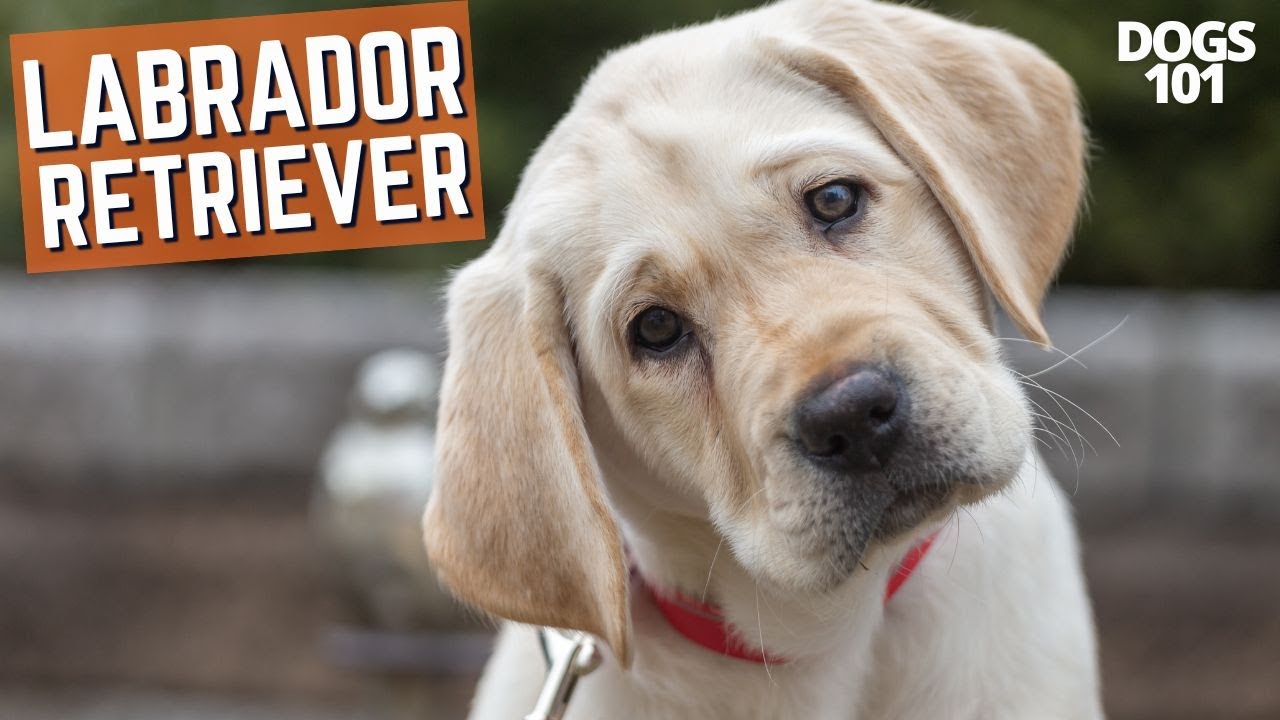 Labrador Retrievers пёџthe Perfect Family Dog рџђ Dogs 101 Training And