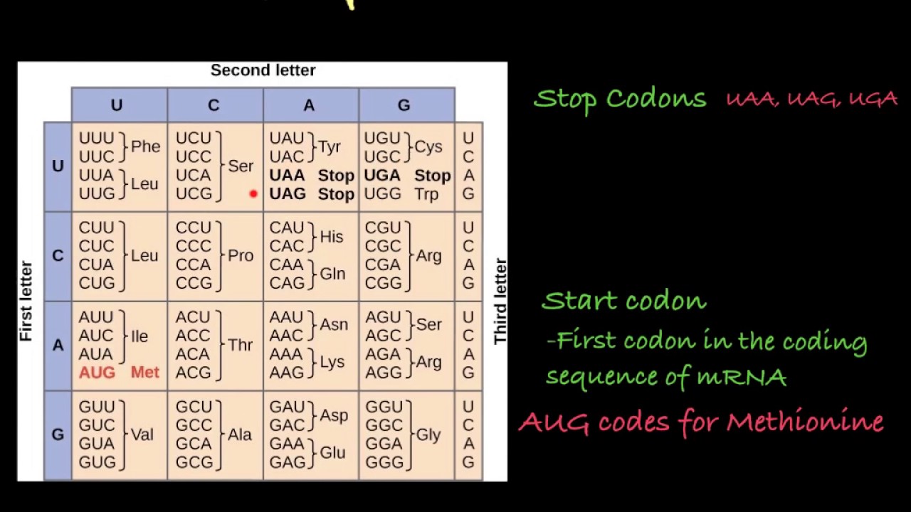 Dna Codon Table Python Cabinets Matttroy