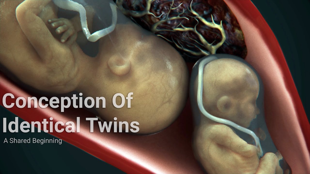The Miracle Of Twin Fertilizations A Shared Beginning Youtube