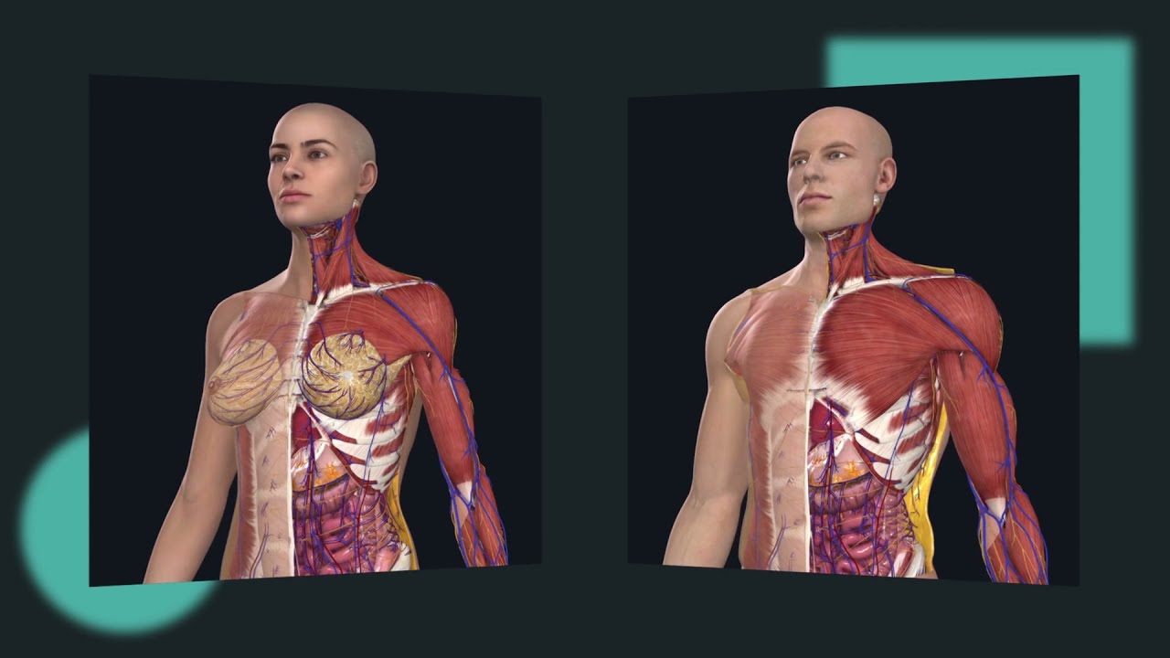 Real Female Anatomy Female Anatomy Pack Complete Textured 3d Model