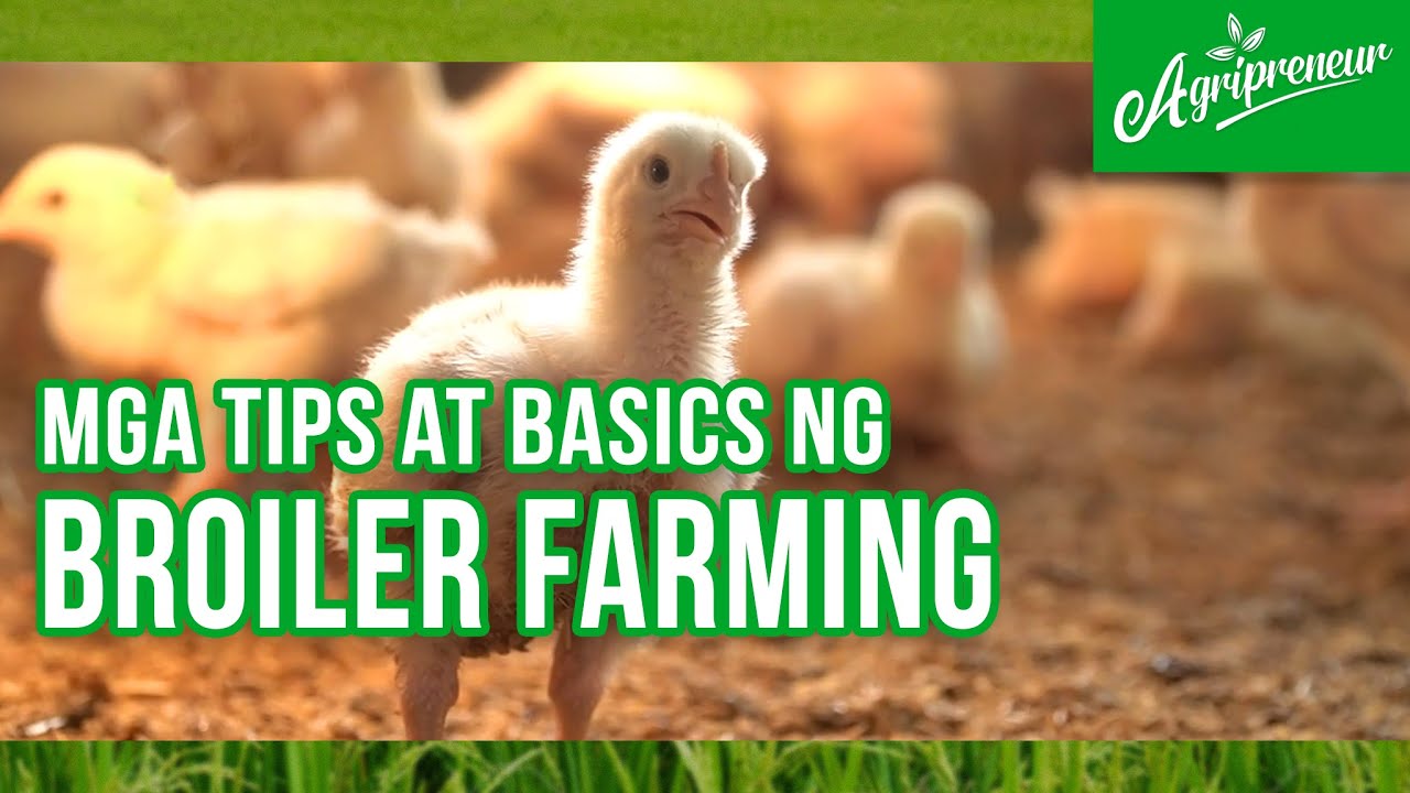 Matuto Tungkol Sa Broiler Raising Kasama Ang Paparon Broiler Farm