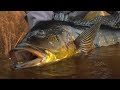Amazon Peacock Bass Jungle Fly Fishing With The Pinawaca By Todd Moen ...