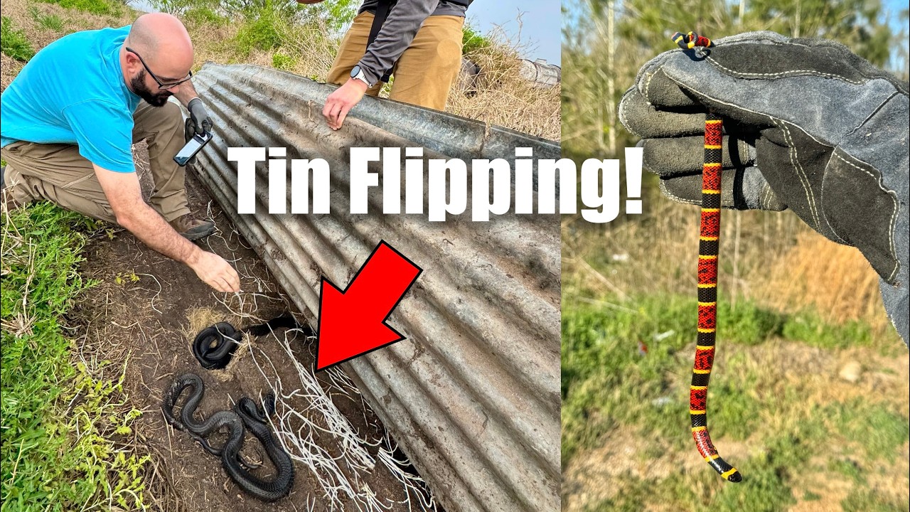 Texas Tin Flipping Coral Snakes Indigos Police And More Youtube