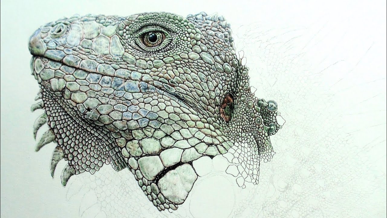 How To Draw Realistic Iguana Scales Youtube