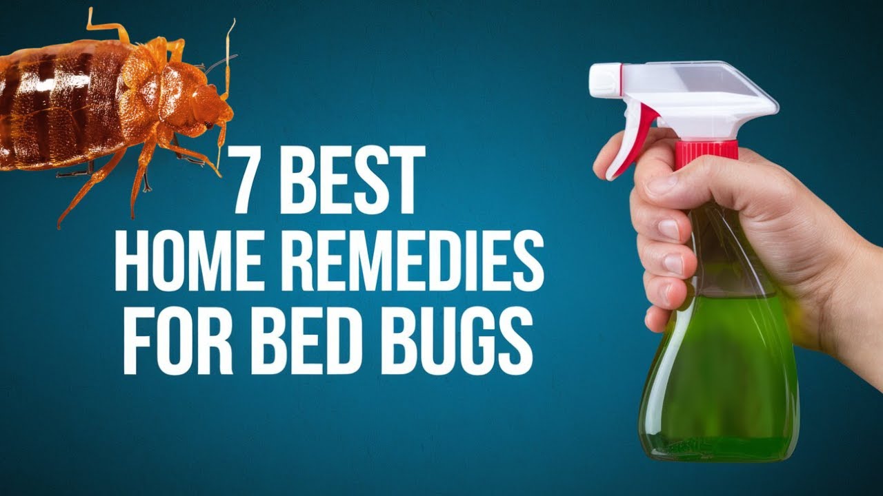 7 Effective Home Remedies For Bed Bugs Youtube