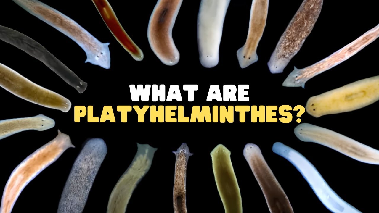 What Are Platyhelminthes Learn About The Flatworms In This