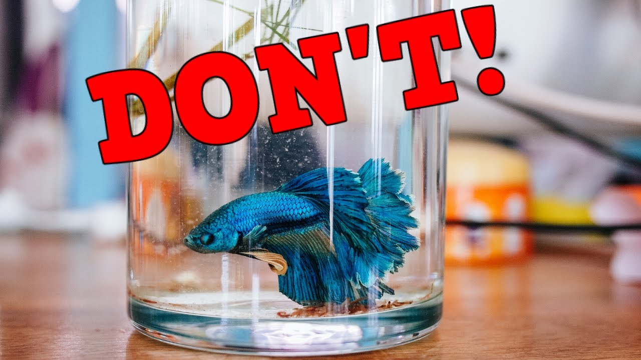 Can I Keep A Betta Fish In A Vase At Susan Cochrane Blog