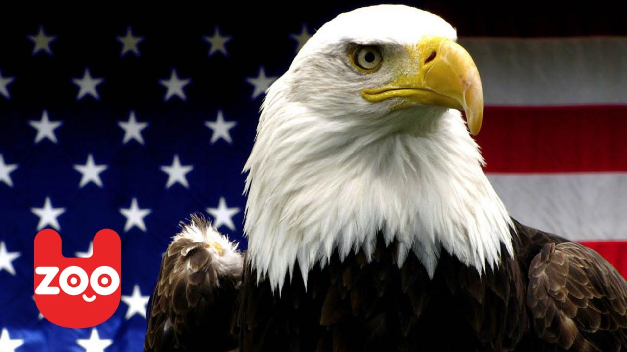 America S Greatest Animals The Bald Eagle Youtube