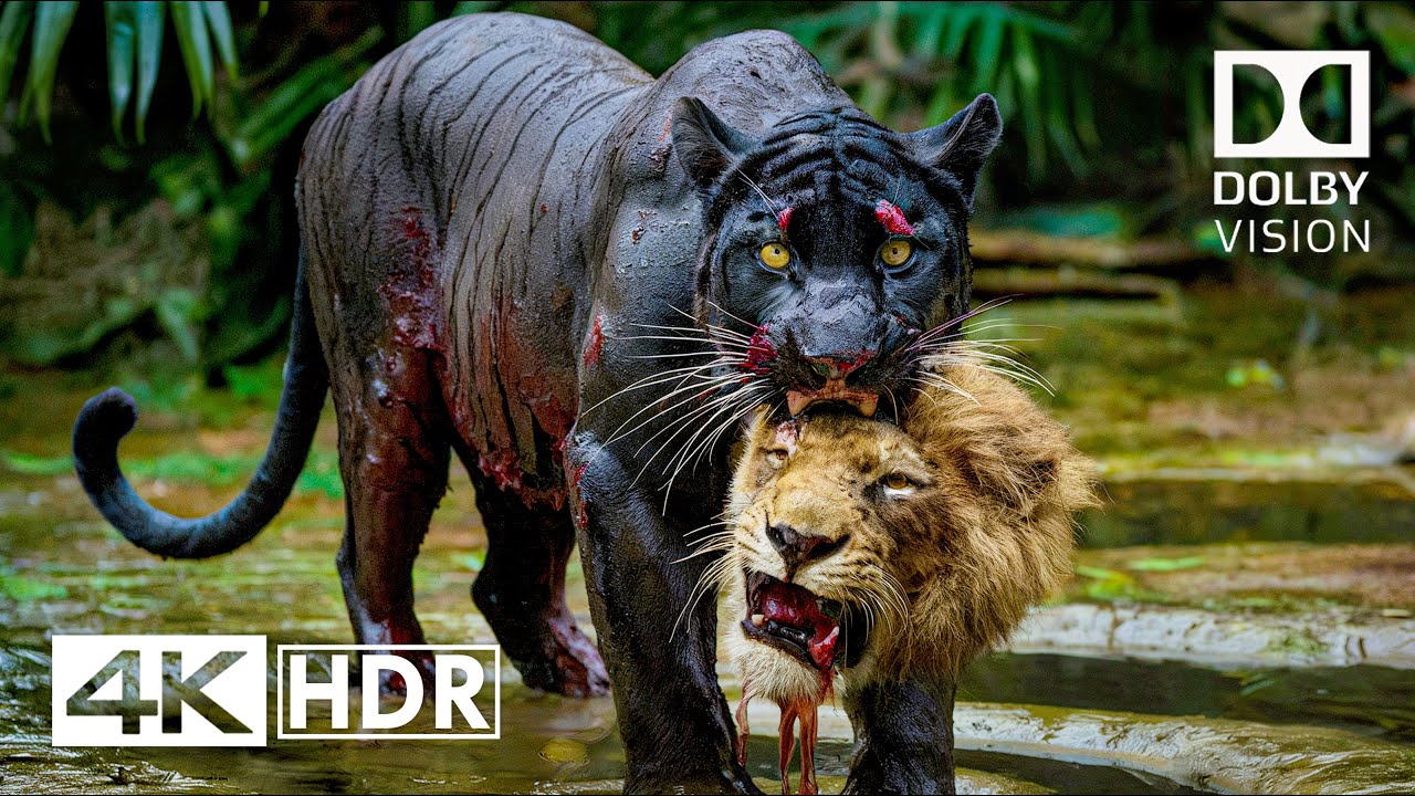 Best 4k Hdr 60fps Dolby Vision 4k Video Youtube