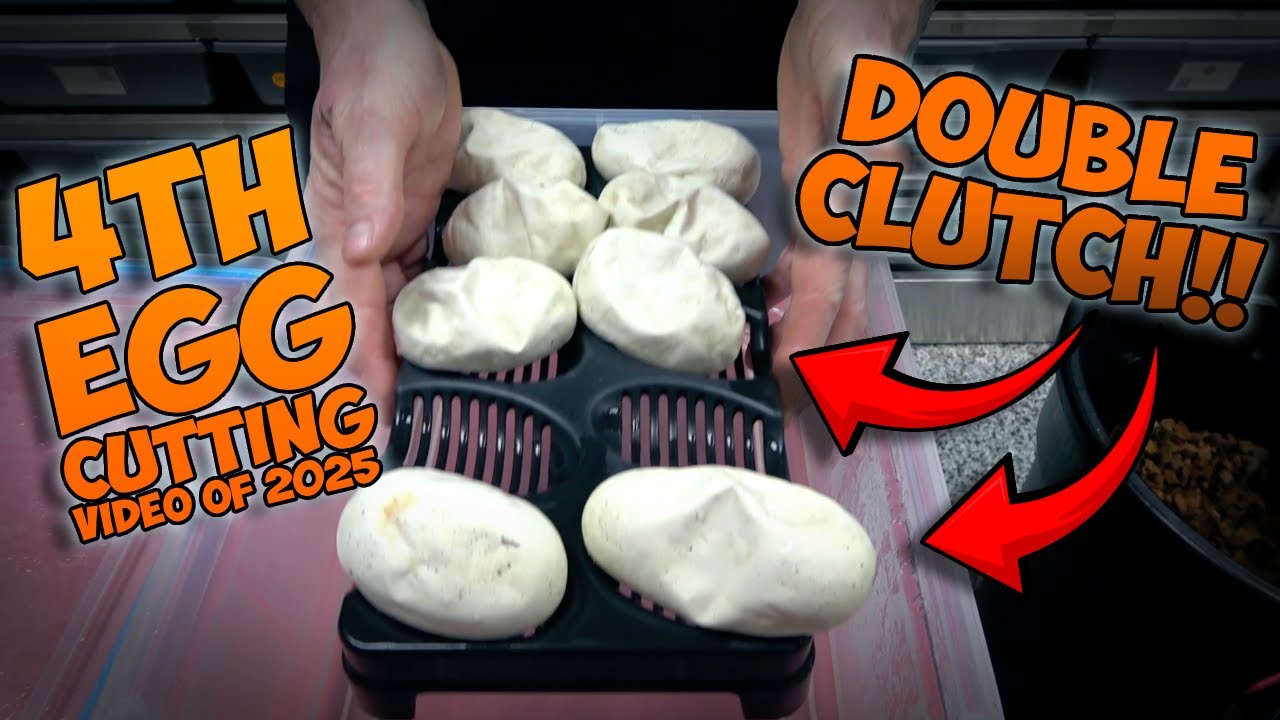 Double Egg Cutting Ballpython Scrambler Piebald Youtube