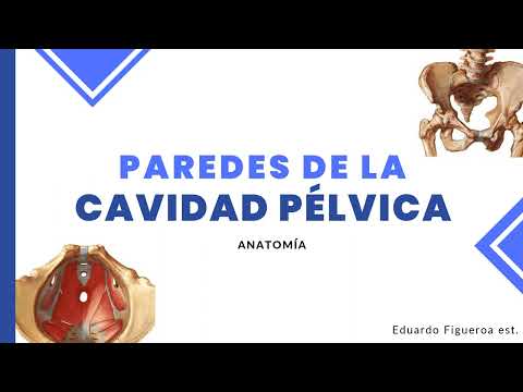 Paredes De La Cavidad Pélvica Moore Transcript Chat And Generate