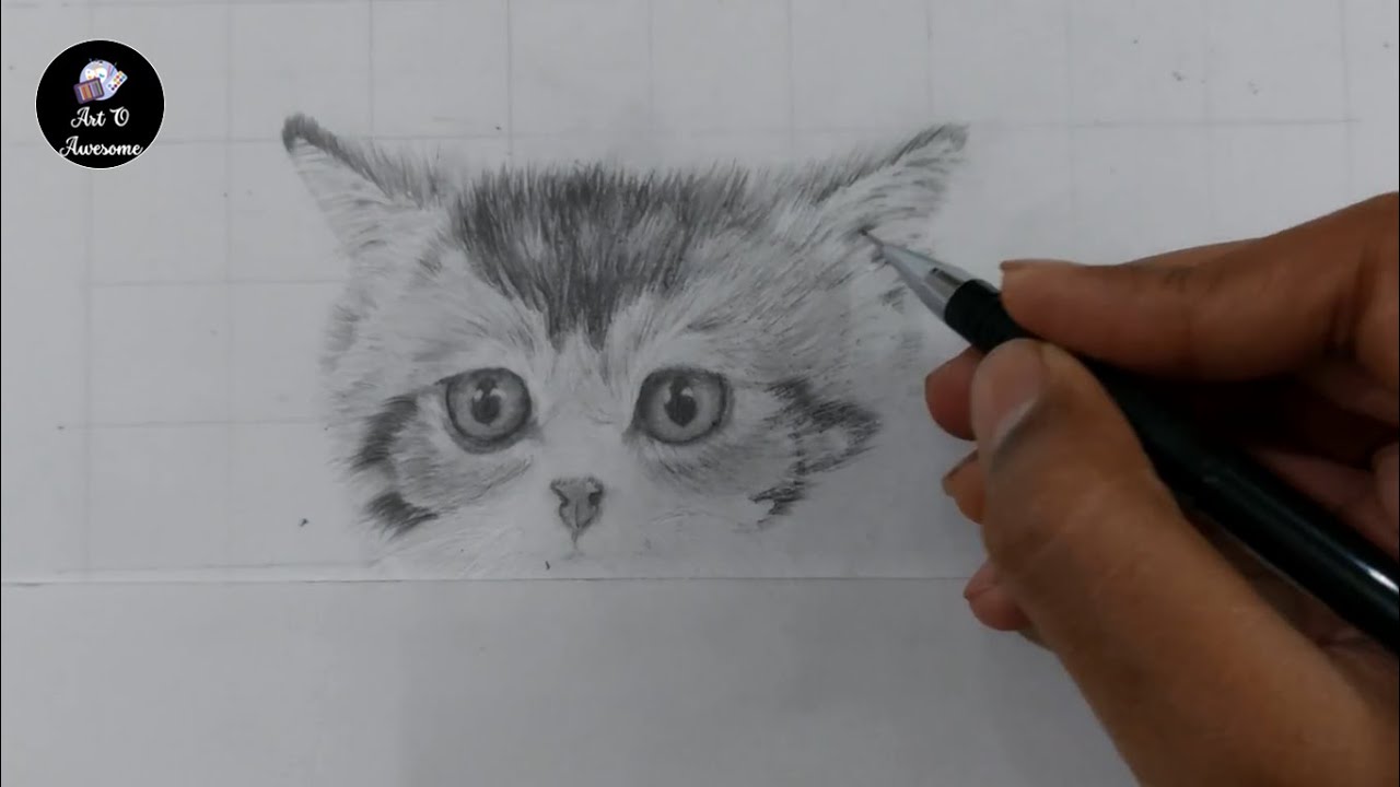 Kitten Drawing Time Lapse Drawing Sketch Kitten Youtube