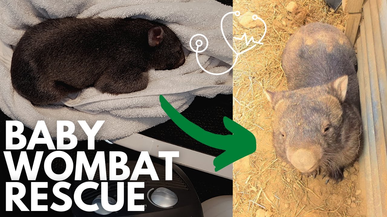 Wombat Rescue Story Wildlife Wednesday 3 Pete Ockleshaw Youtube