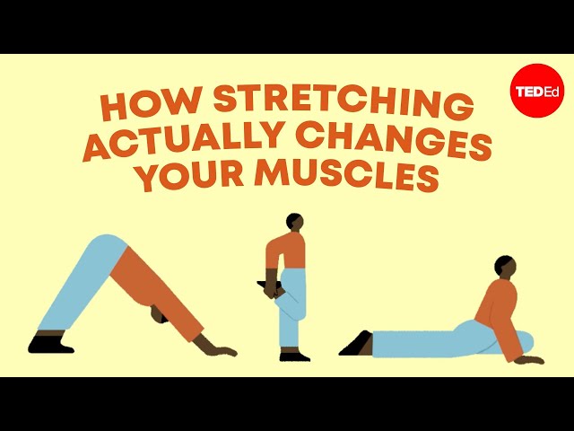 How Stretching Actually Changes Your Muscles Malachy Mchugh Videos