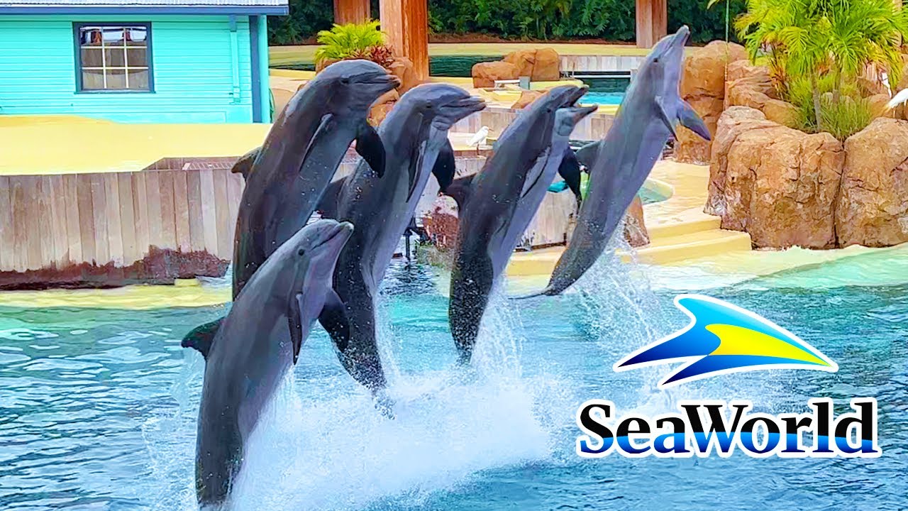 Dolphin Adventures Show Seaworld Orlando 2023 Seaworld Orlando Youtube