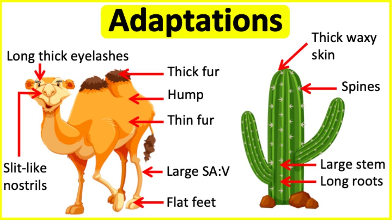 Adaptations рџђ рџњµ Behavioural Physiological Structural Adaptations