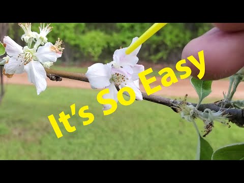 How To Pollinate Fruit Trees By Hand