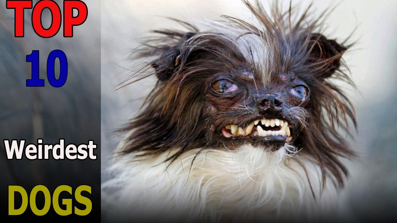 Top 10 Weirdest Animals