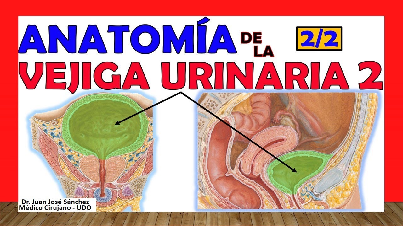 Vejiga Urinaria 2 2 Anatomía Fácil Explicación Youtube