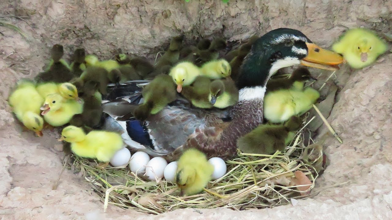 50 Ducklings Hatch From Eggs Amazing Baby Ducks In The Nest Youtube