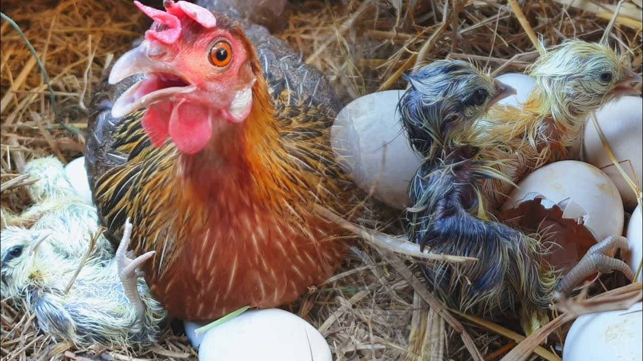 Baby Chickens Hatching Youtube