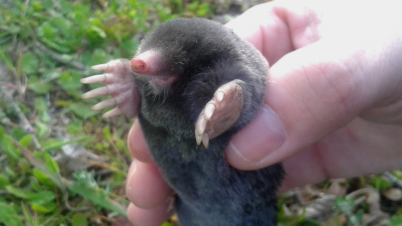 Topo Animal Características E Imágenes Youtube